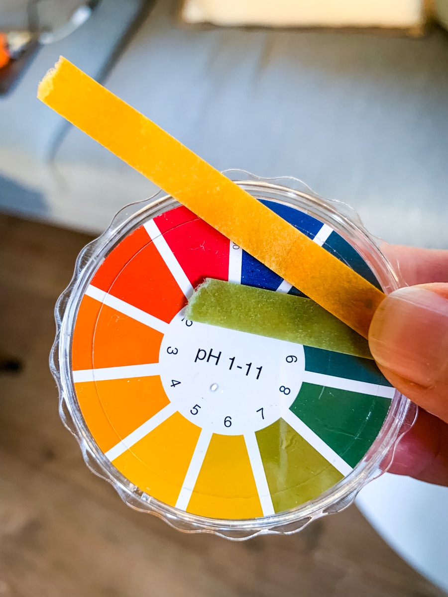 Gluten-Free Sourdough Starter With Millet, Teff, and Sorghum Flour ...