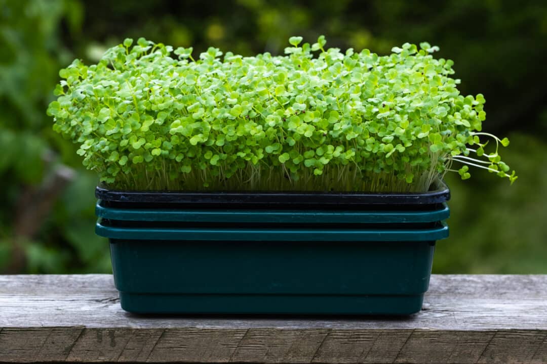 An Easy Guide to Broccoli Microgreens, How to Grow and Eat Them ...