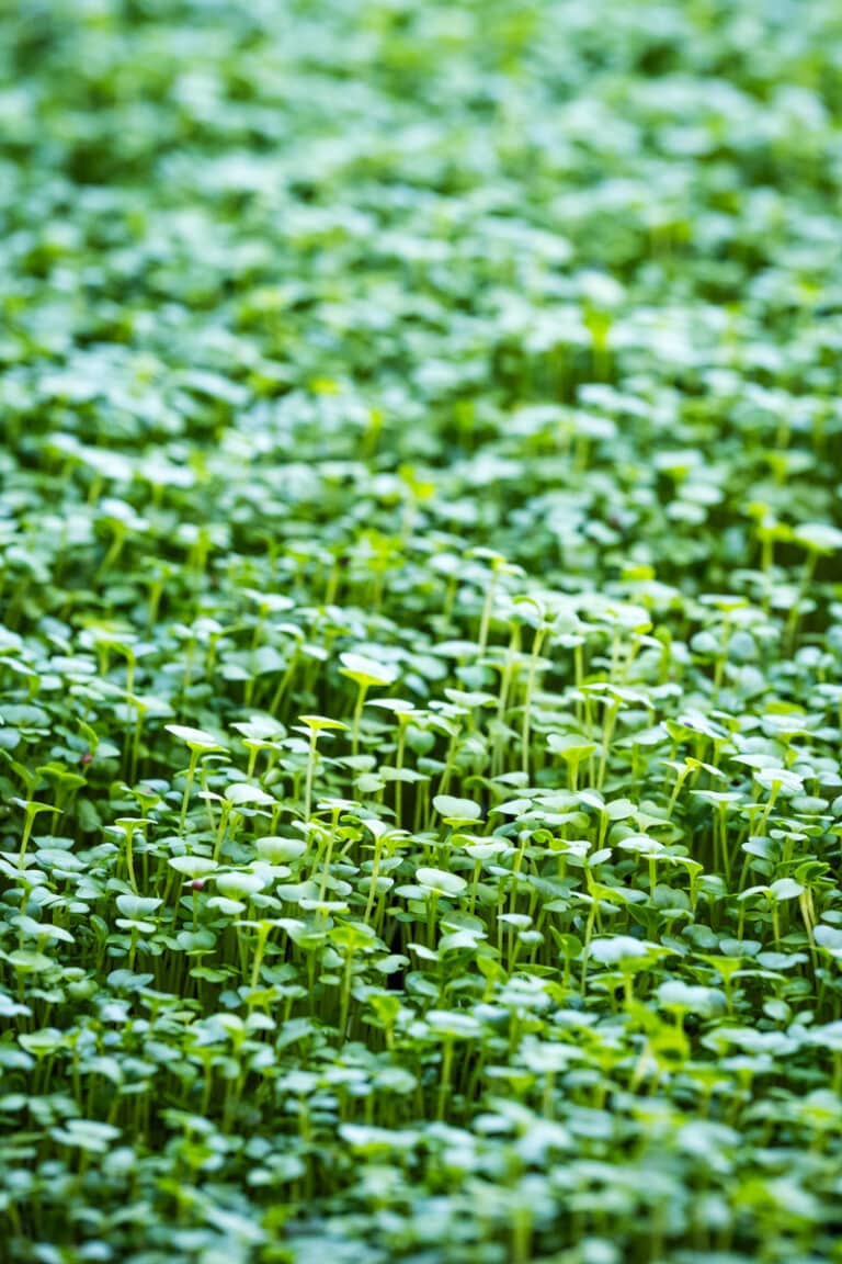 An Easy Guide to Broccoli Microgreens, How to Grow and Eat Them ...