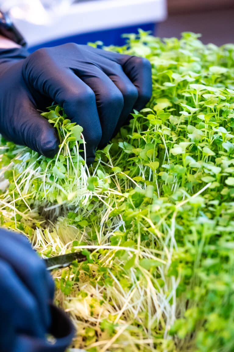 An Easy Guide to Broccoli Microgreens, How to Grow and Eat Them ...